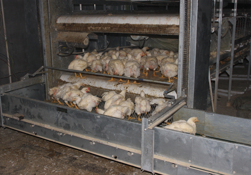 Best H Type Broiler Cage Systems