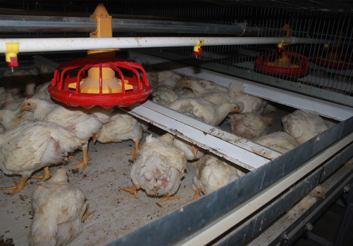 Best H Type Broiler Cage Systems