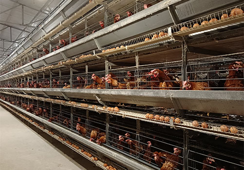 "H" Type Layer Cage System