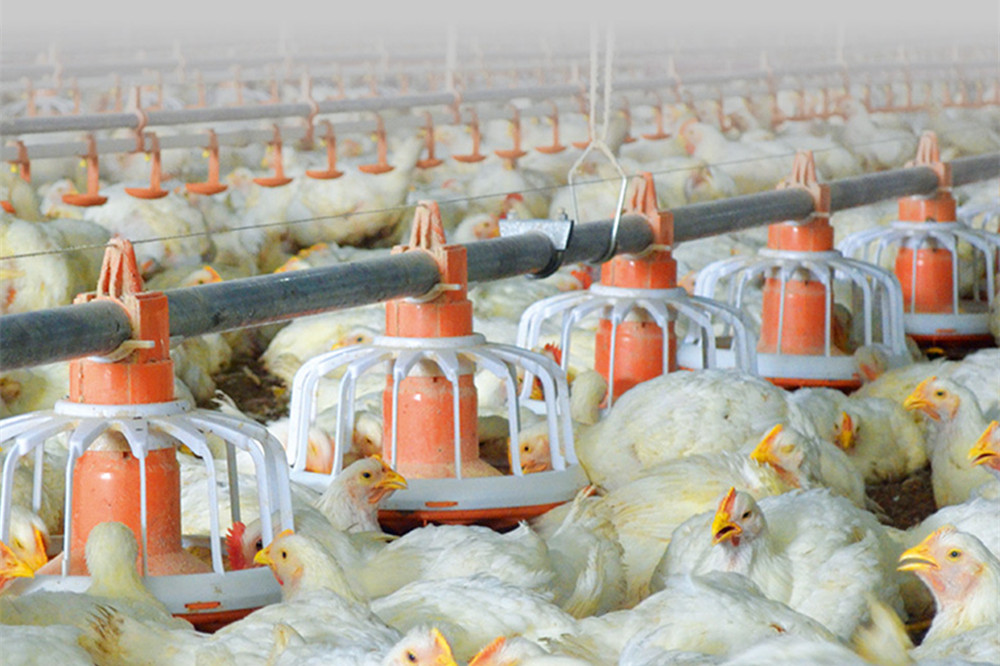 Broiler Cage System