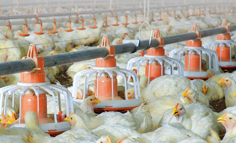 Broiler Floor Management System